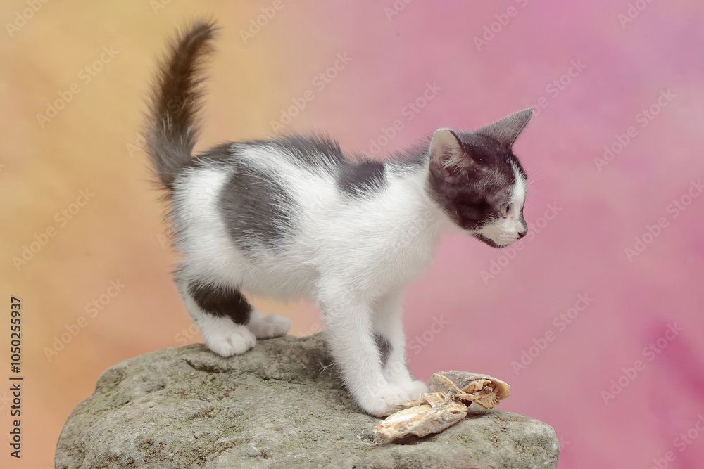 A kitten is eating a salted fish head that fell to the ground. Mammals ...
