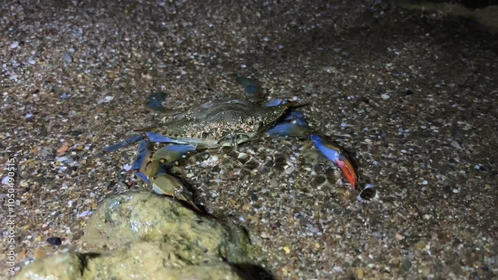 A blue crab that lives in the Mediterranean Sea. The African blue ...