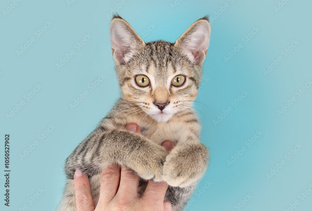 Playful kitty cat lying on back while being pet on colored background ...