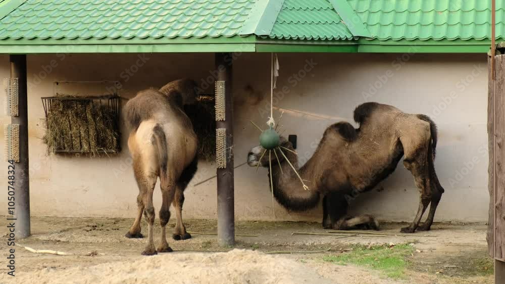 Pair of Bactrian camels interacting with feeding tools in a shaded ...