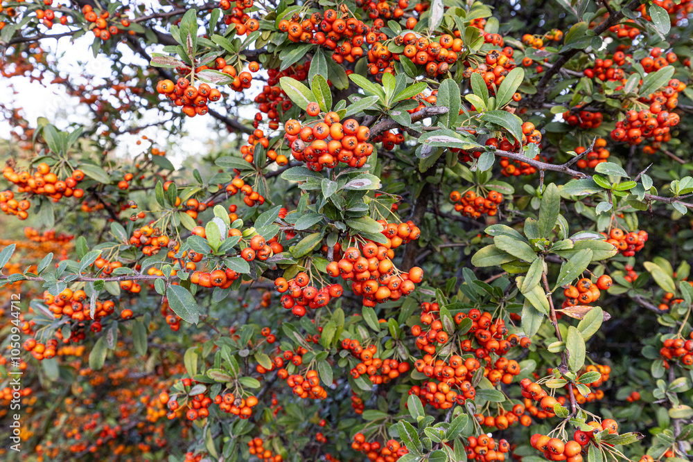 Pyracantha coccinea. Firethorn berries, rosaceae evergreen shrub. Close ...