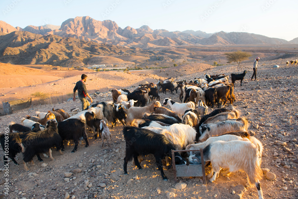 Herd of goats gathered in front of a Bedouin camp near Wadi Dana and ...