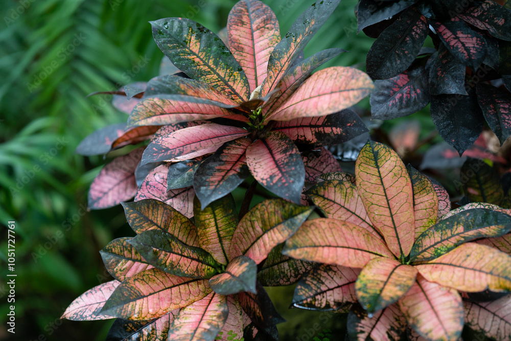 Vibrant foliage of a pink croton plant showcasing diverse colors in a ...