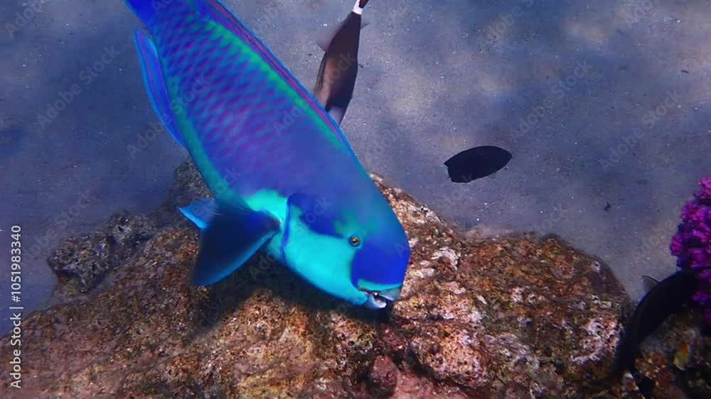 Heavy-beak Parrotfish - Chlorurus gibbus (Scaridae family) has teeth ...