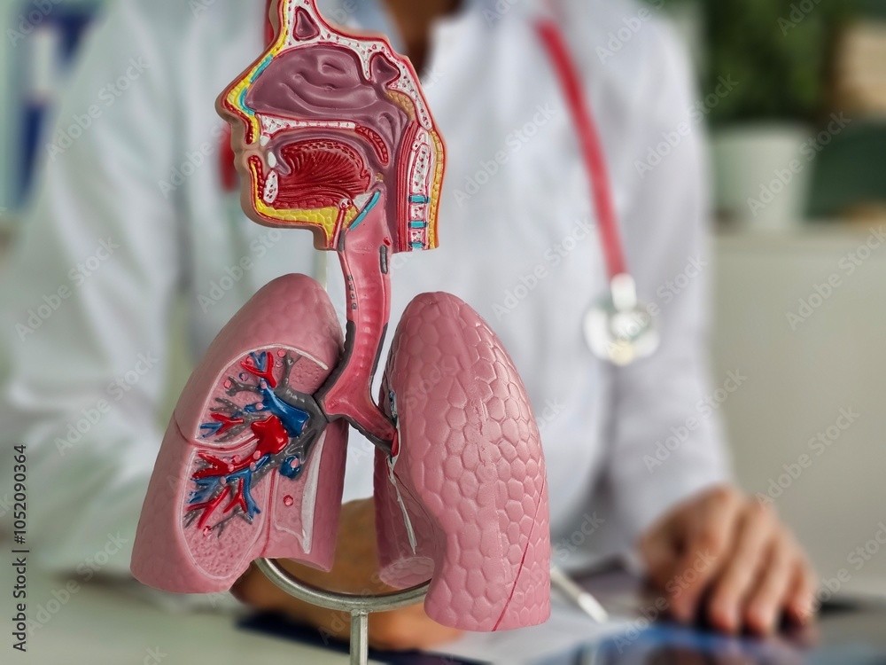 Detailed anatomical model of the human respiratory system lungs Stock ...