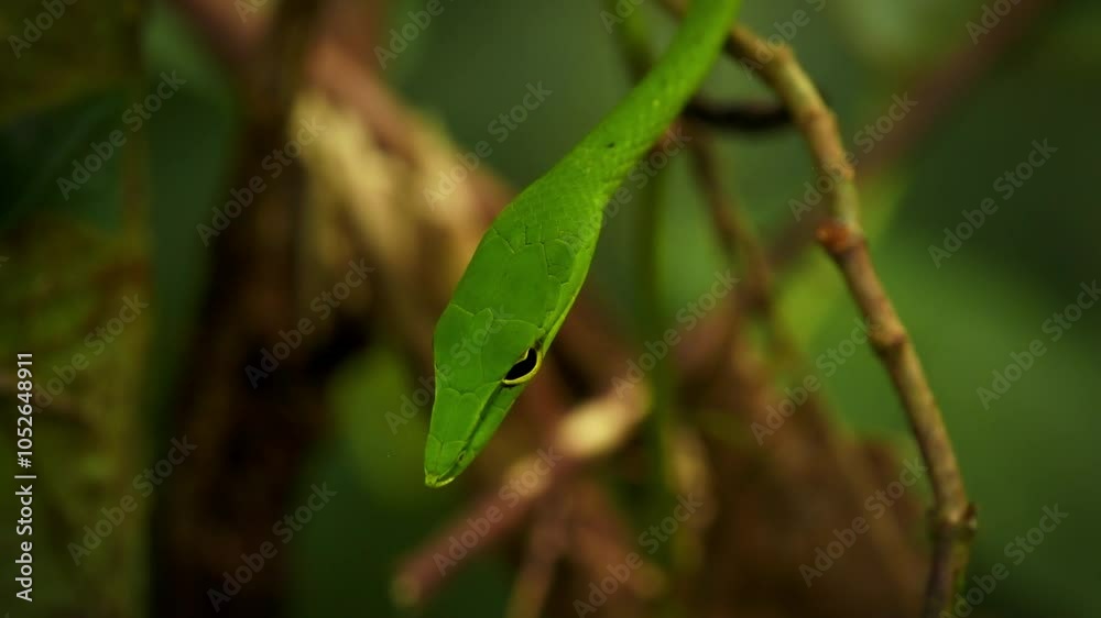 Snake Ahaetulla nasuta Sri Lankan green vine snake or Long-nosed whip ...