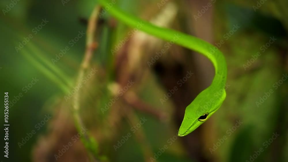 Snake Ahaetulla nasuta Sri Lankan green vine snake or Long-nosed whip ...