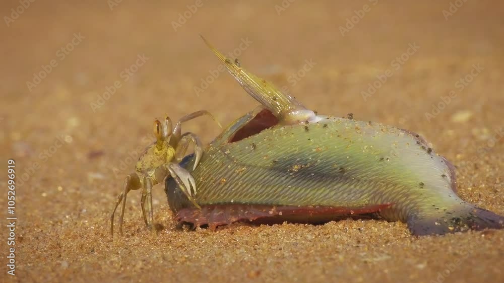 Crayfish - Ocypode brevicornis Ghost Crab found on sandy beaches of ...