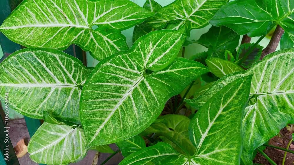 Syngonium Flowering Plants Native To Tropical Rainforests Of West ...