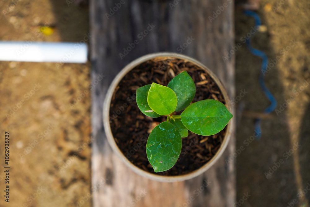 Banyan tree seedlings or Ficus benjamina seen from above with a few ...