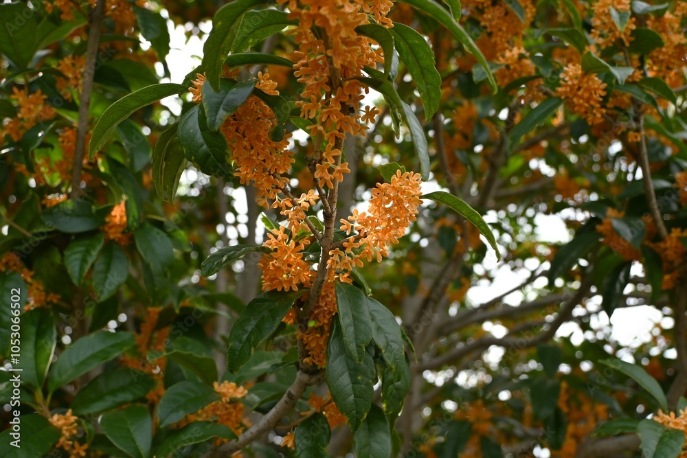 Fragrant orange colored olive (Osmanthus fragrans) flowers. Oleaceae ...