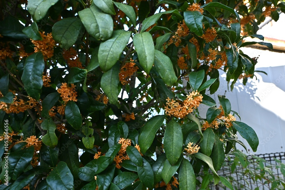 Fragrant orange colored olive (Osmanthus fragrans) flowers. Oleaceae ...