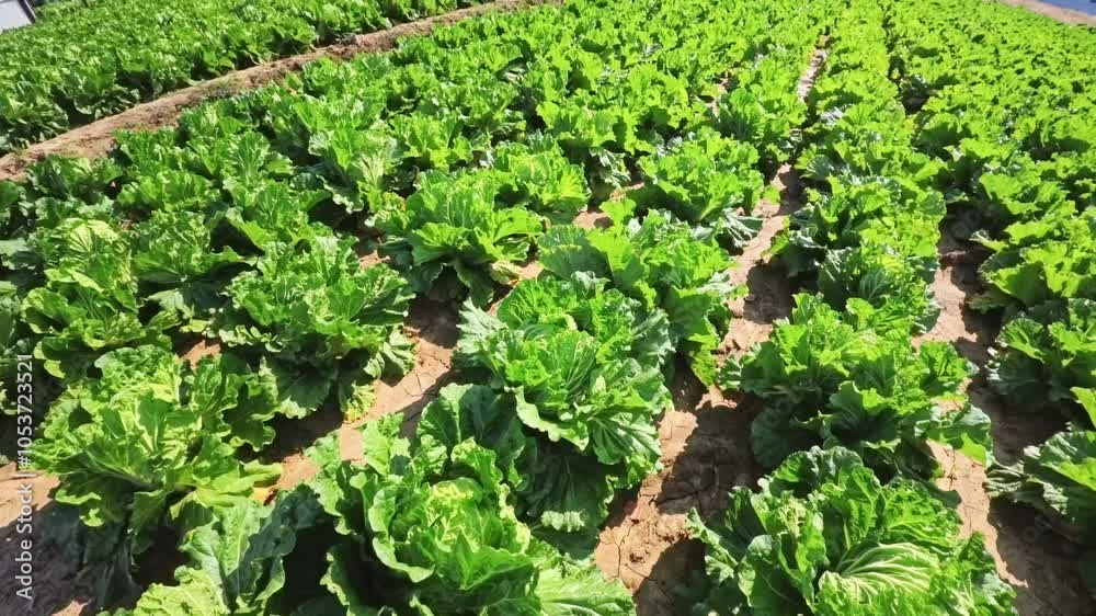 Chinese cabbage on an agriculture field,vegetable rows. farming ...