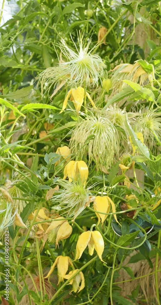 Clematis tangutica | Golden clematis, climbing plant producing lemon ...