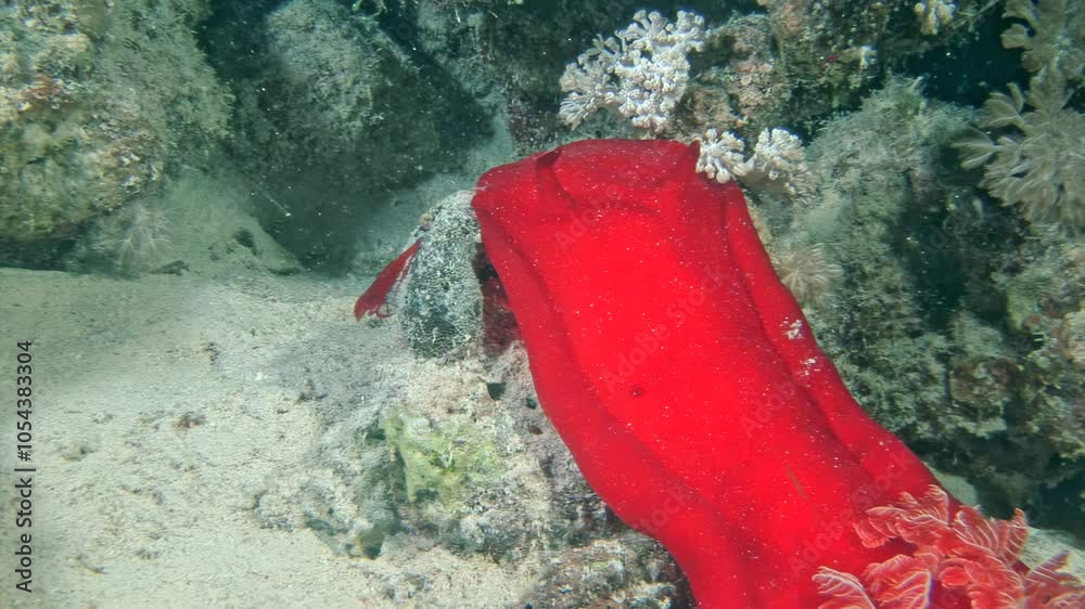 Discover the mesmerizing movement of a Spanish dancer sea slug as it ...