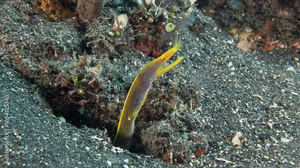 The ribbon moray eel transforms from male (blue) to female (yellow ...