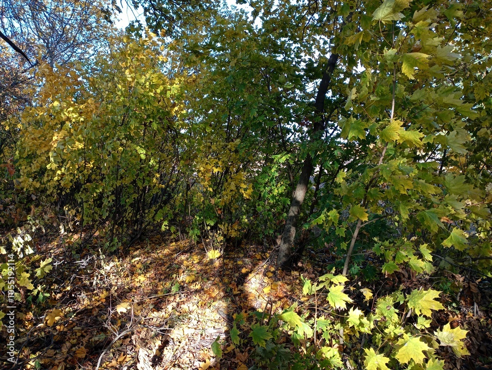 Autumn in the maple forest. Yellowed autumn trees in the park. Natural background with yellow ...