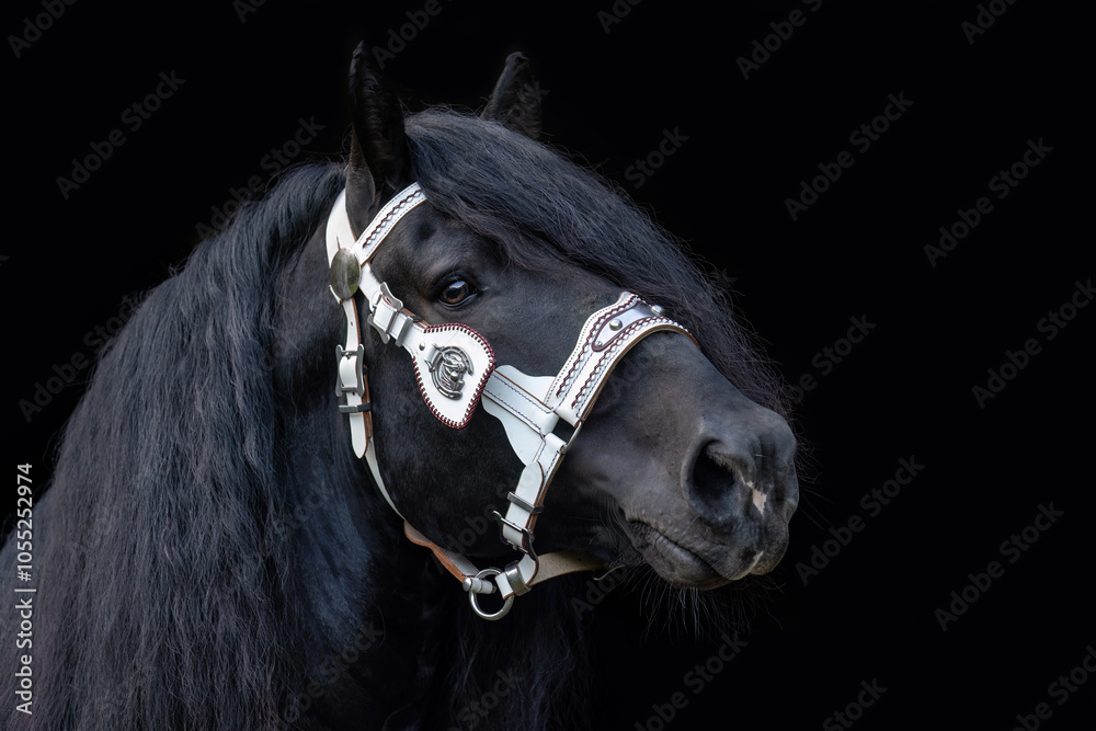 Black shot portrait of an impressive noriker coldblood horse stallion ...