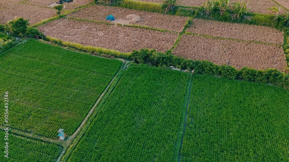 Aerial view of rice sprouts farm. Vertical slow motion of a beautiful ...