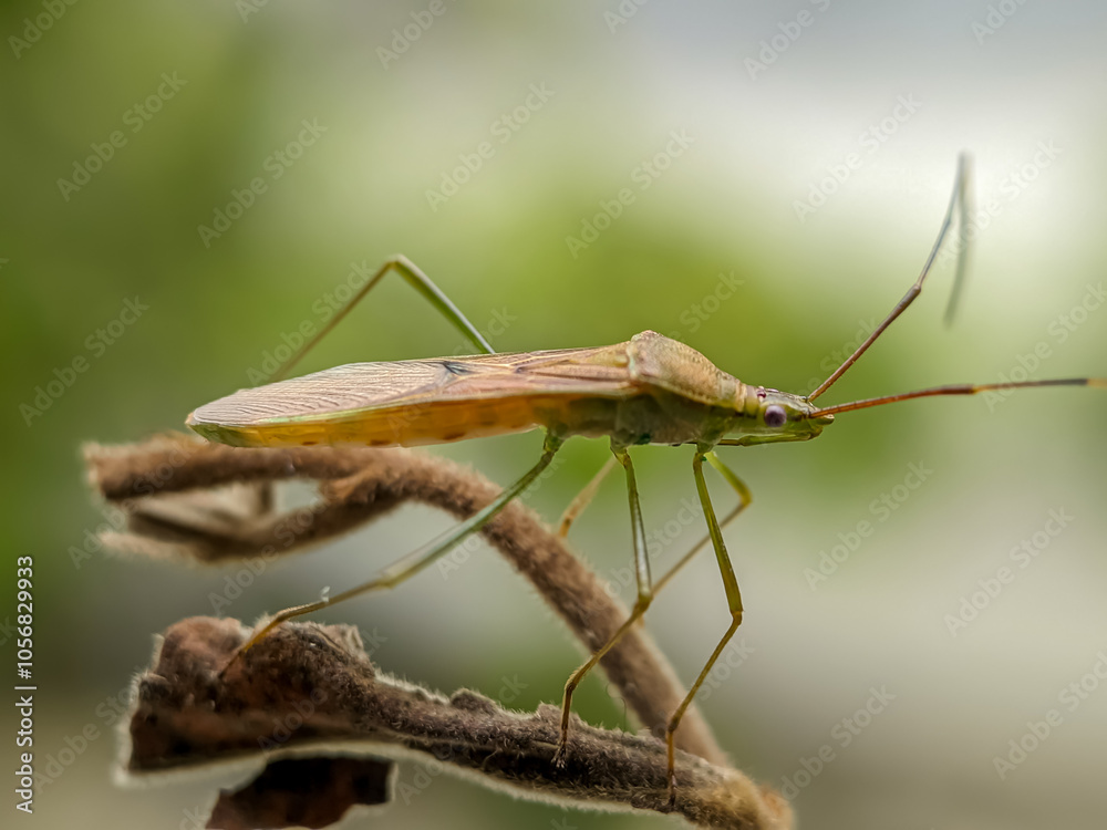 The rice pest insect Leptocorisa oratoria or rice ear bug is from the ...