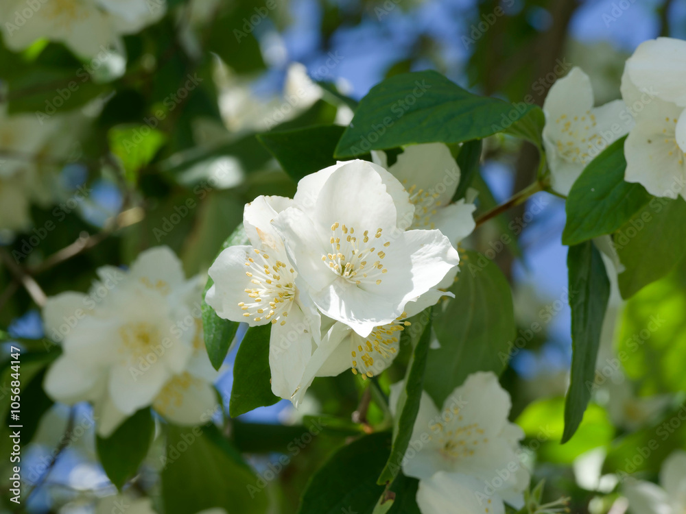 (Philadelphus inodorus) Scentless mock orange shrub. Close up of a ...