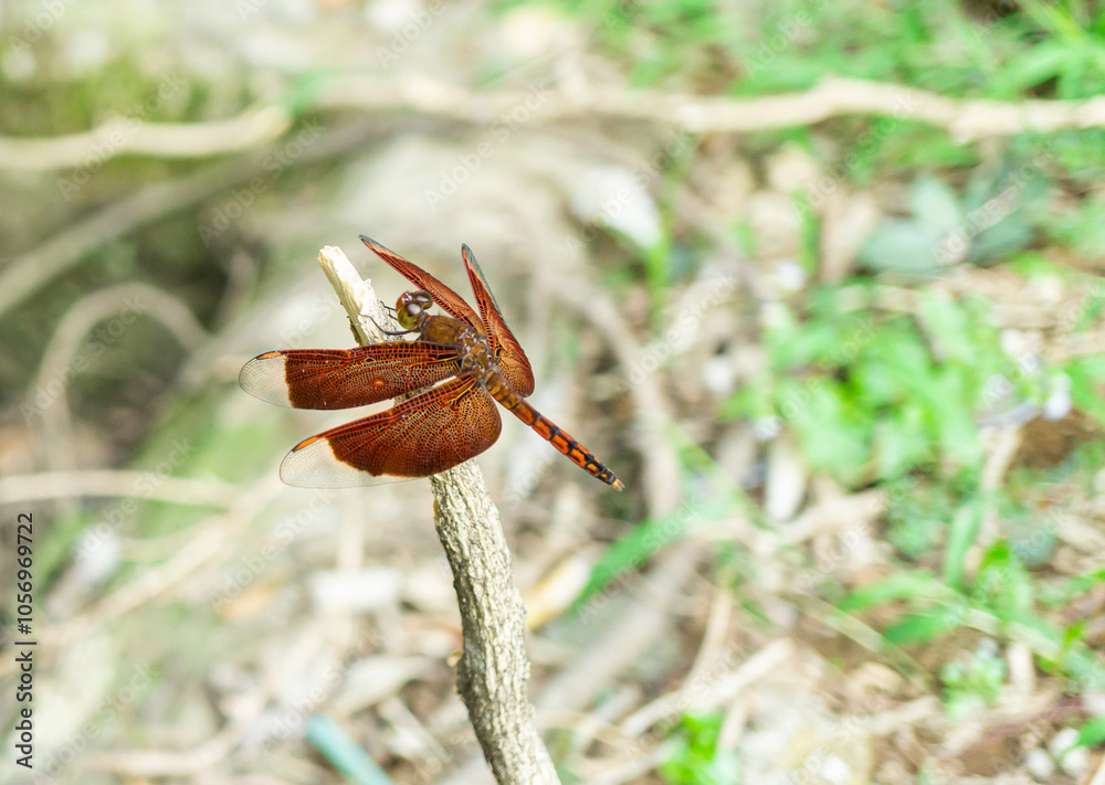 Beautiful red dragonfly of Borneo. Neurothemis fluctuans Stock Photo ...