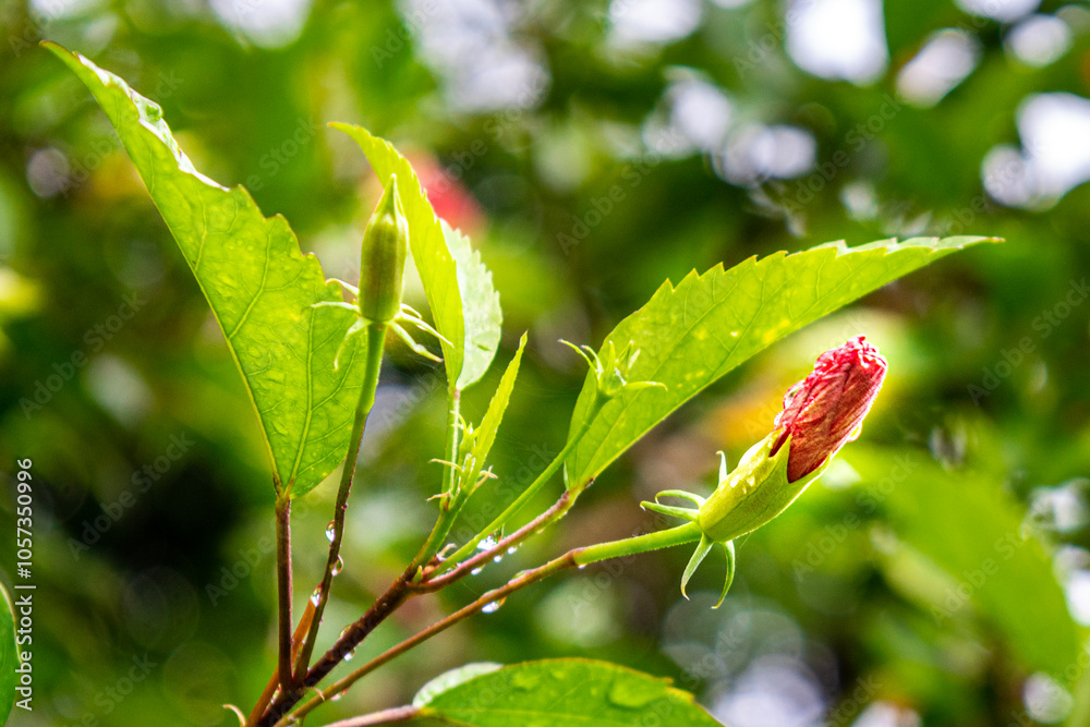 The bright red hibiscus (Thespesia Grandi Flora) or (Hibiscus rosa ...