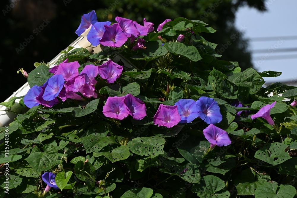 Ipomoea indica (Blue morning glory) flowers. Convolvuaceae perennial ...