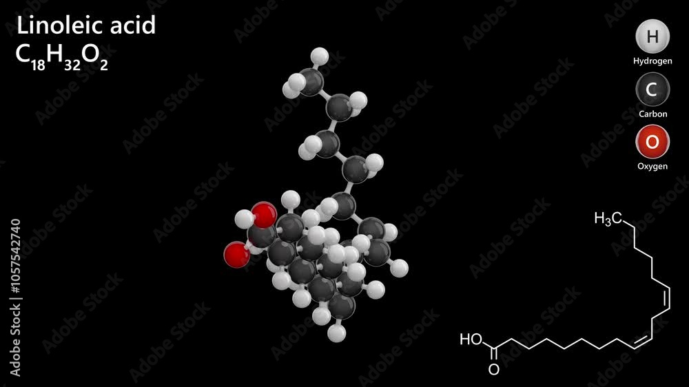 Linoleic Acid. Polyunsaturated fatty acid. Animated 3D model of a ...