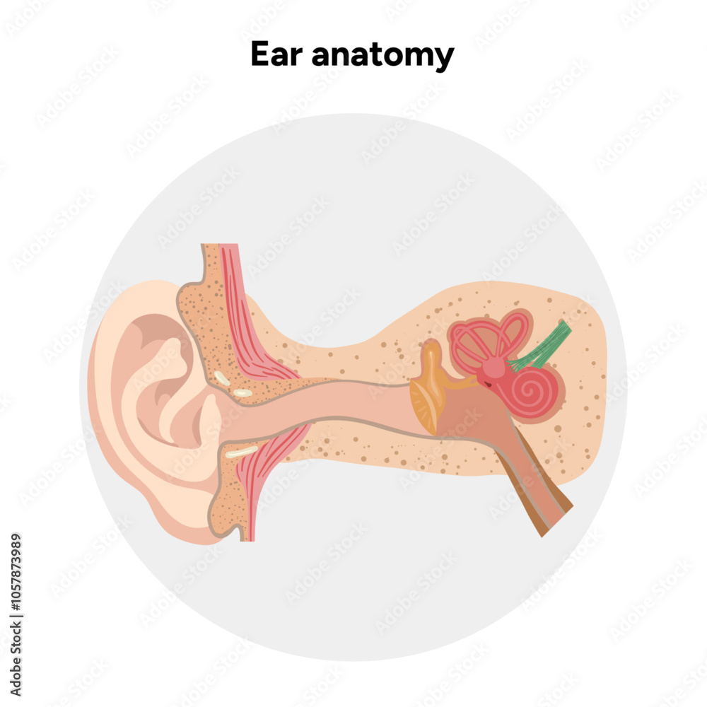 Inner Ear structure and function anatomy. Human ear vestibular system ...
