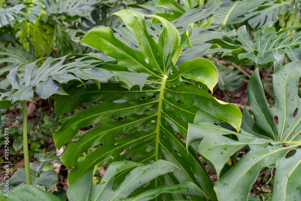 Swiss Cheese Plant (Monstera Deliciosa, Split-Leaf Philodendron, Ceriman, Cutleaf Philodendron ...