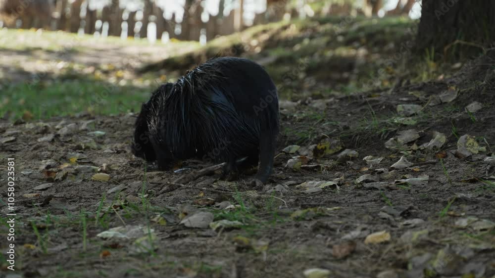 A rear view of a black nutria walking among trees in a swamp. The ...