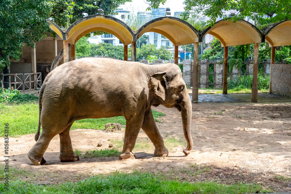 Ho Chi Minh City Zoo, Vietnam - October 26, 2024: Elephant's peaceful ...