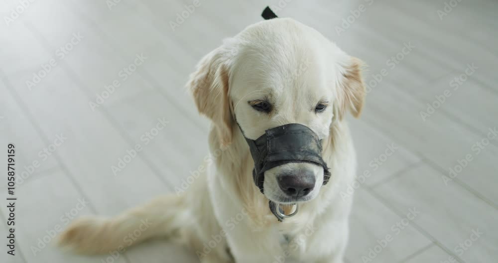 Sad dog in a muzzle. She ate garbage while walking and will now walk ...