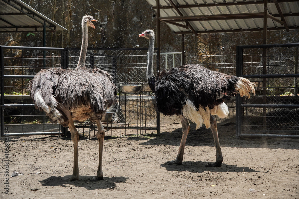 Ostriches are large flightless birds. Two living species are recognised ...