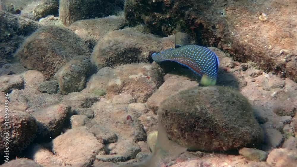 Blue-spotted wrasse (Anampses caeruleopunctatus) with partly yellow ...