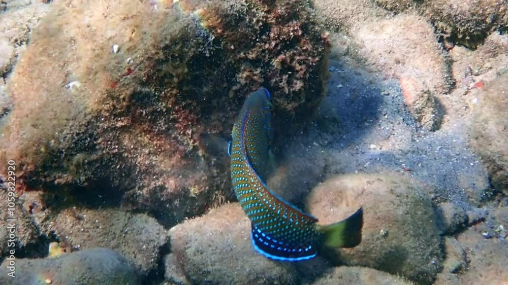 Blue-spotted wrasse (Anampses caeruleopunctatus) with partly yellow ...