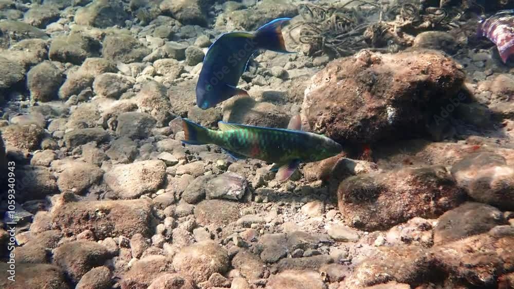 Heavy-beak Parrotfish - Chlorurus gibbus (Scaridae family) has teeth ...