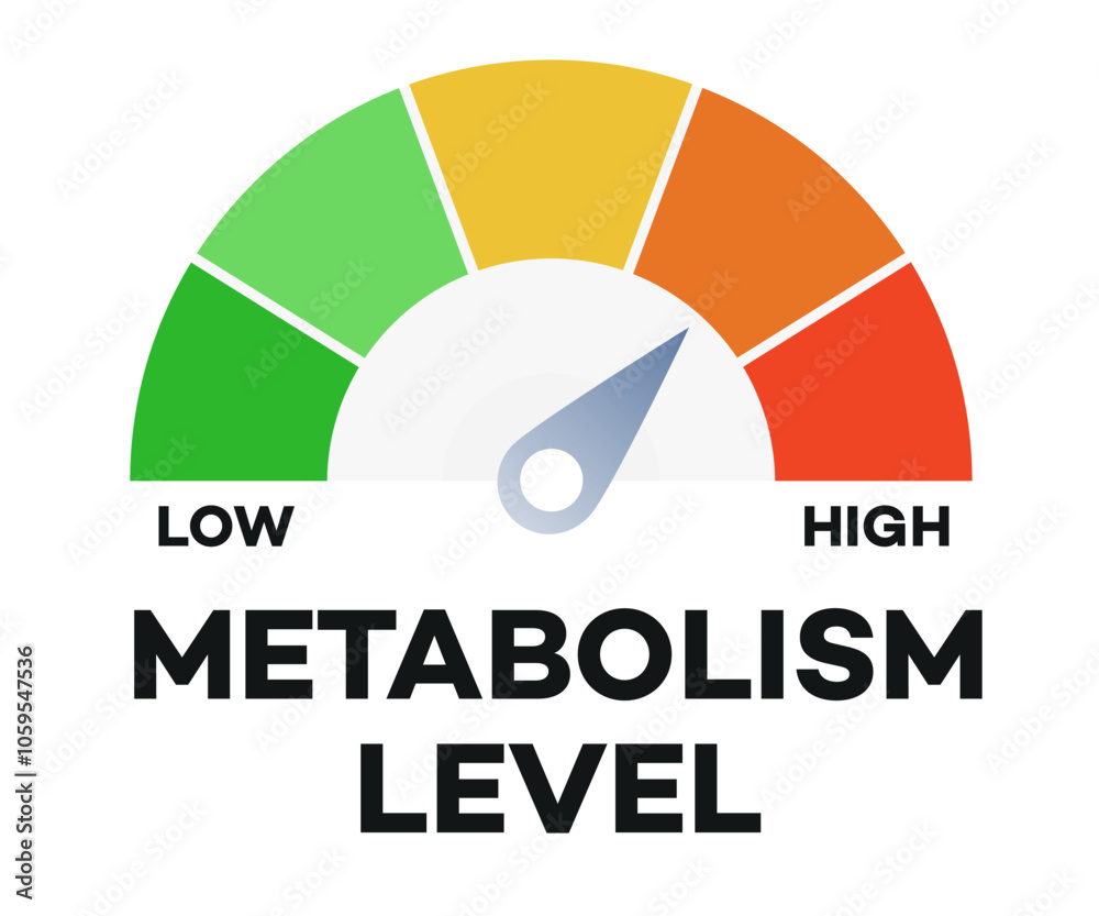 Metabolism level scale with arrow and measurement value. Infographic ...