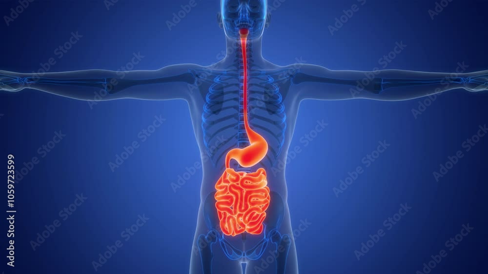 Human Digestive System Stomach with Small Intestine Anatomy Animation ...