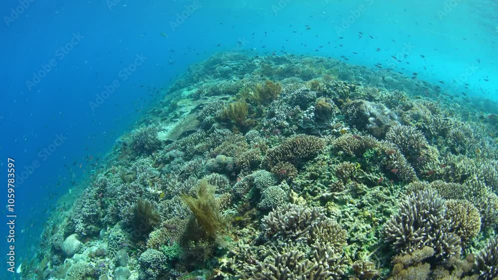 A beautiful and biodiverse coral reef thrives near the island of Alor ...