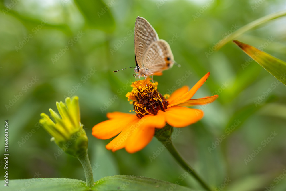 Captured in frontal view, a cream colored moth perches on the vibrant ...