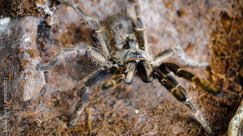 Close-up of a tarantula showcasing its unique features: hairy legs ...