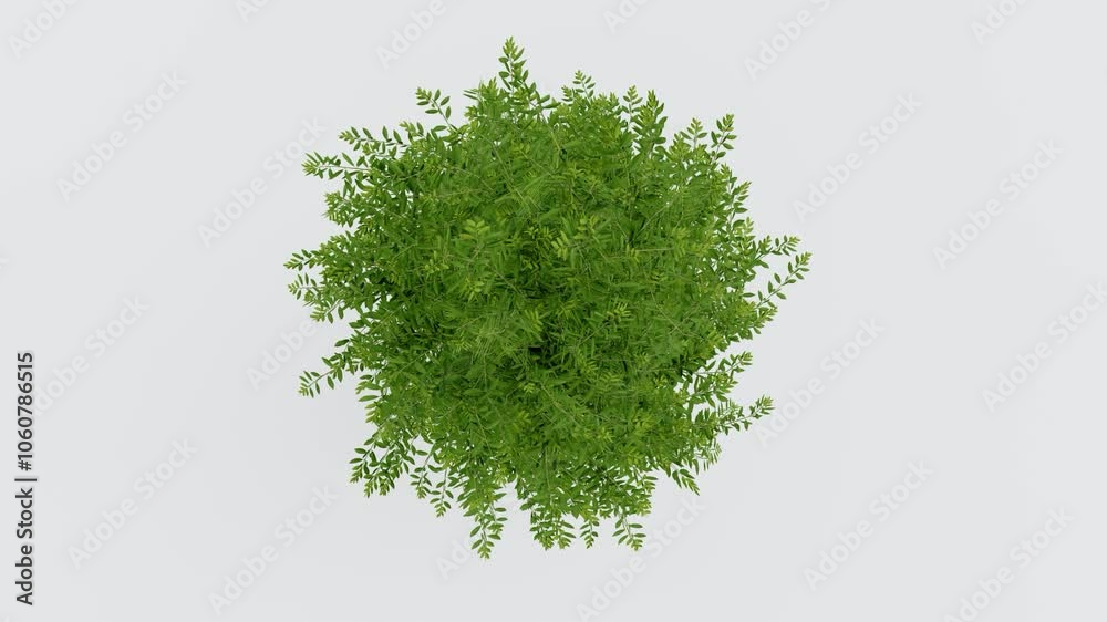 tree top view plant landscape architecture nature garden aerial render ...