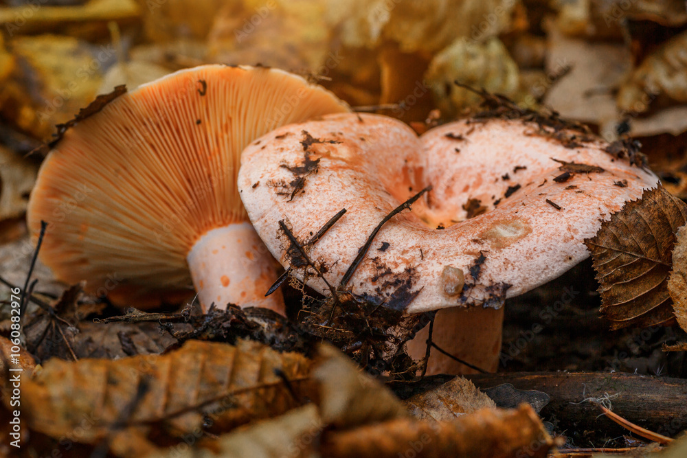 Saffron milk cap (Lactarius deliciosus) mushroom. aka red pine ...