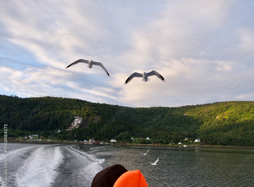 seagull sea bird predator angler fish and shellfish northern europe ...