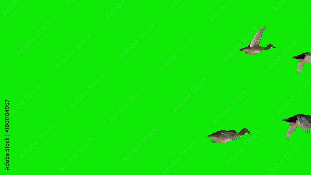 Wedge Flock of 7 Wild Colorful Duck Birds - American Wood Male and ...