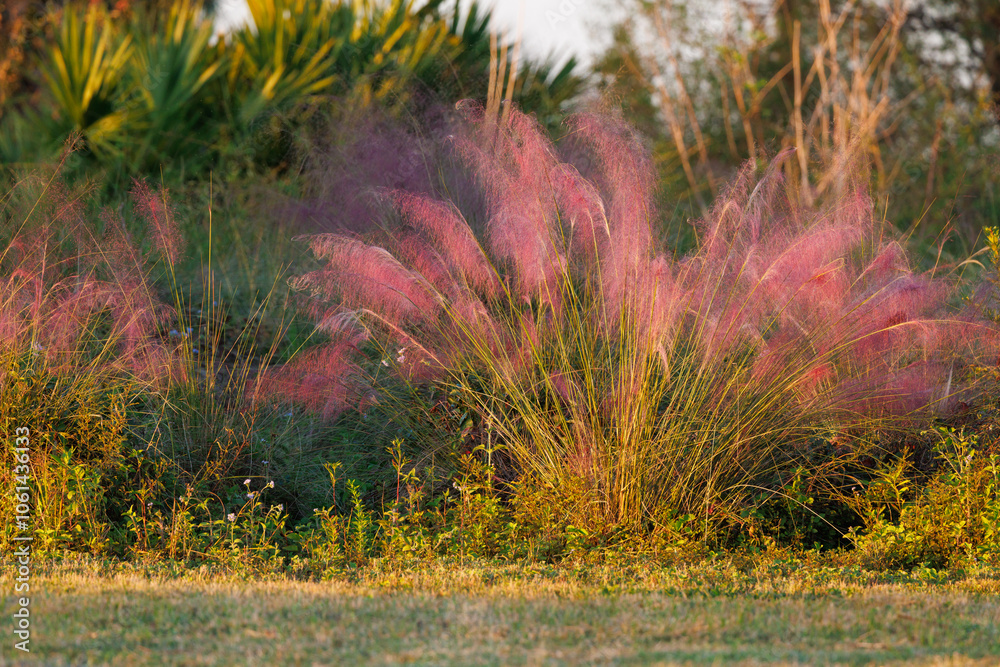 Muhly grass (Muhlenbergia capillaris) is a beautiful plant in Florida ...