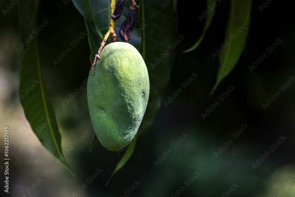 Mango is the fruit of the mango tree (Mangifera indica L.), a fruit ...