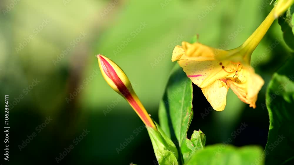 Mirabilis jalapa bud and bloom in sunlight. Close-up of a Mirabilis ...